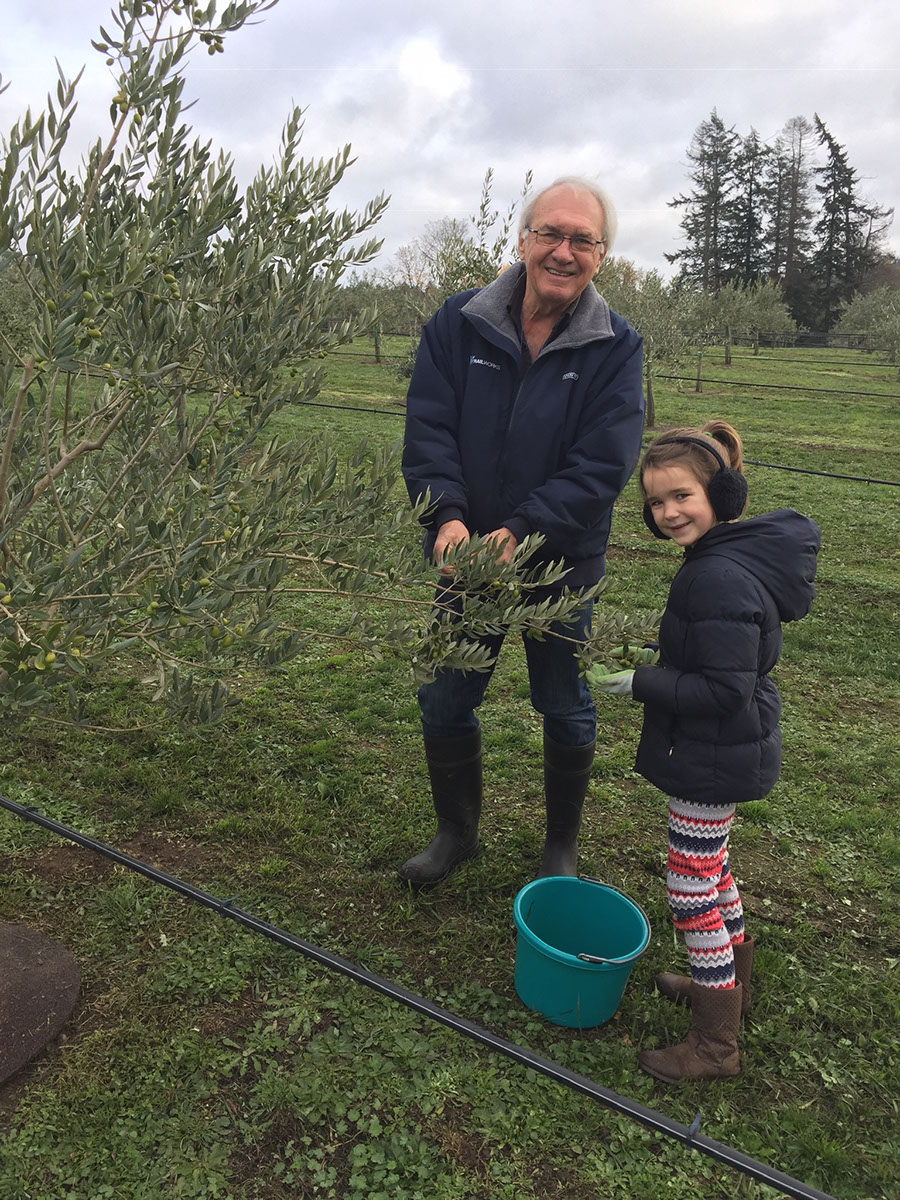 THE OLIVE FARM | HARVEST